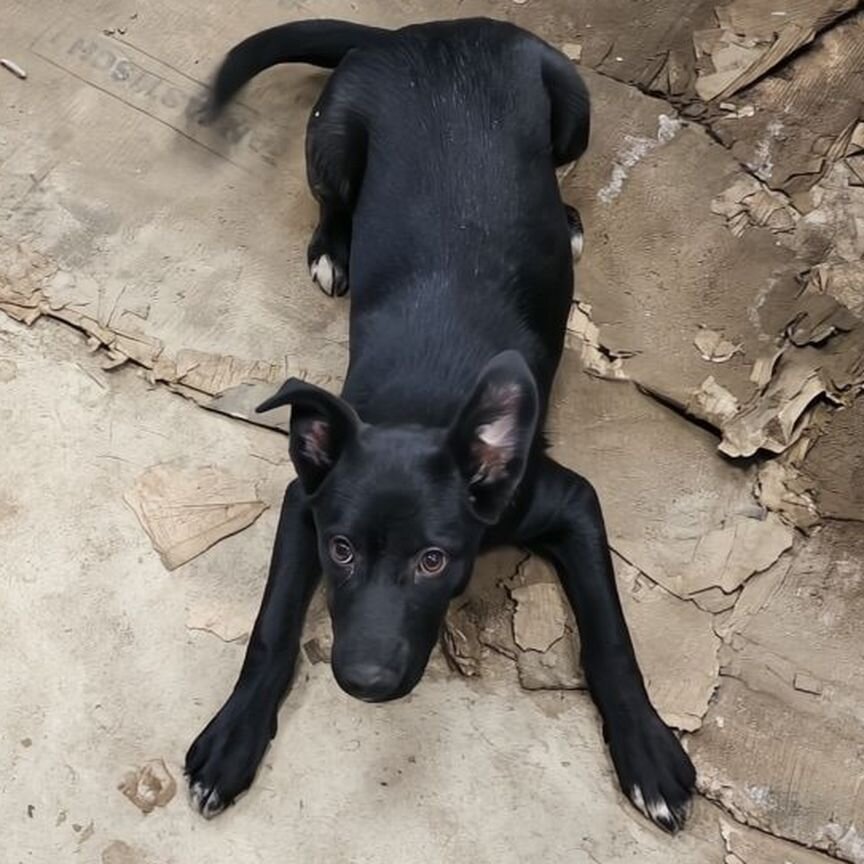 Щенок в добрые руки