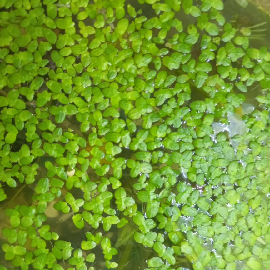 Ряска бесплатно