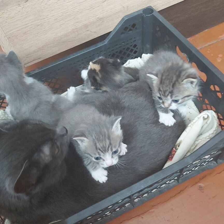 Котята в добрые руки