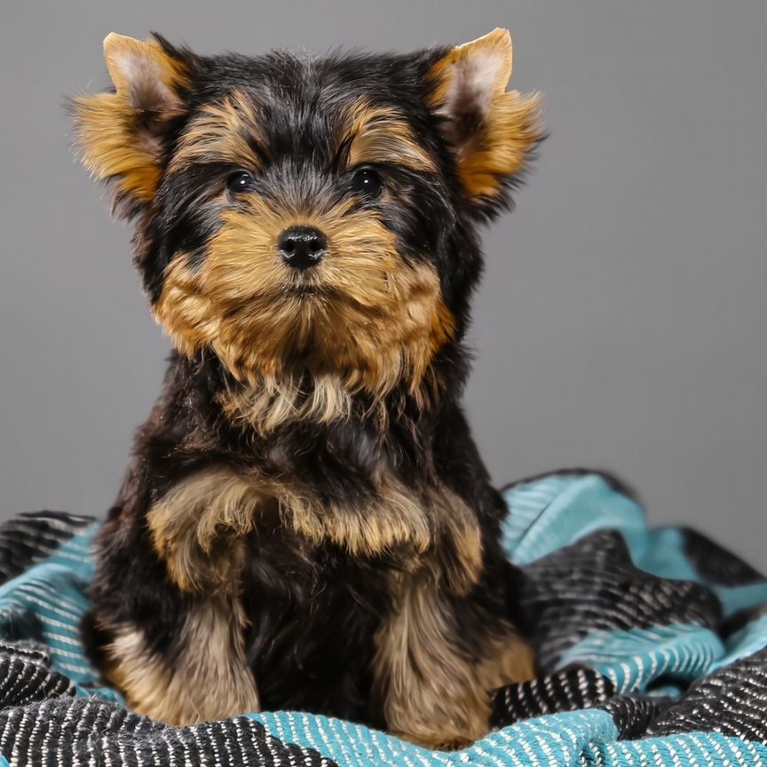 Йоркширский терьер, щенок