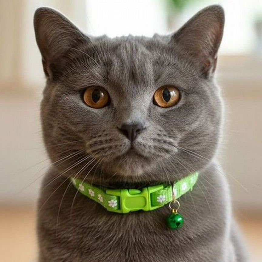 Ошейники для котов и собак