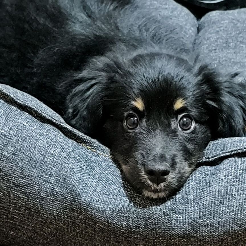 Щенок в добрые руки бесплатно маленькая порода