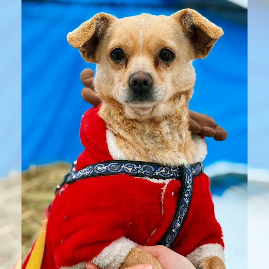 Взрослый пёс в добрые руки