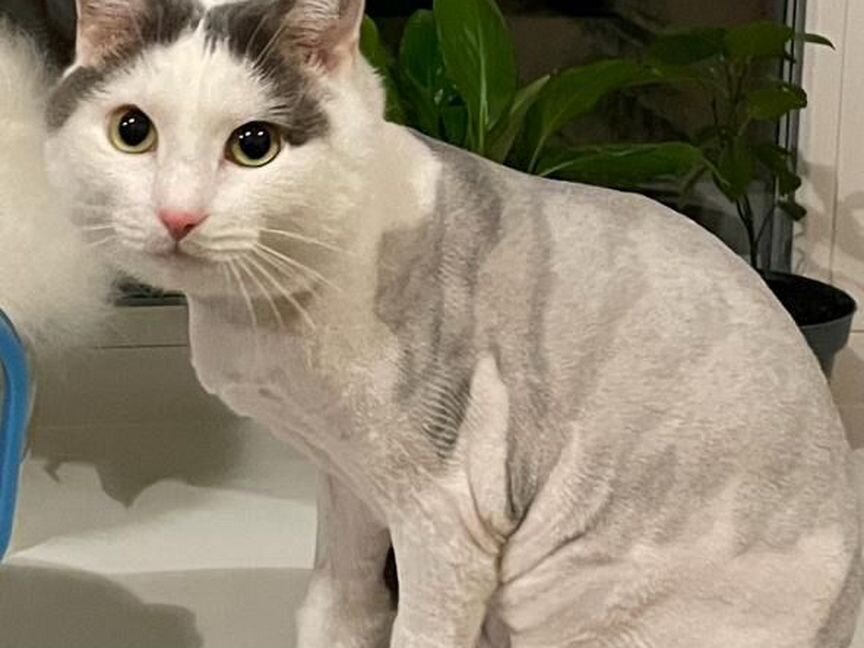 Кот