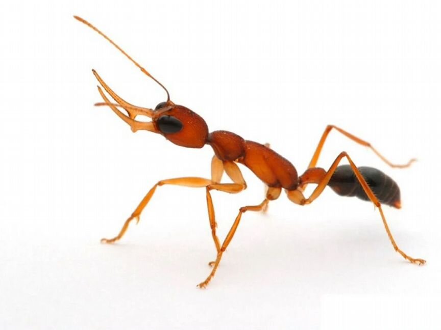 Муравьиная ферма с муравьями saltator