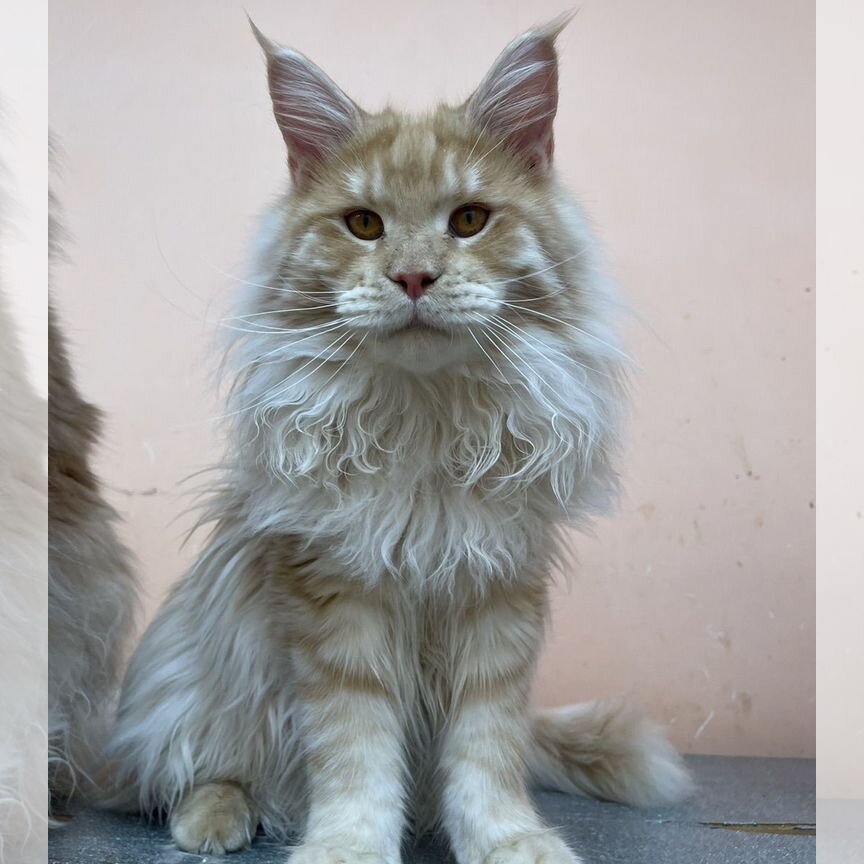 Мейн-кун котёнок