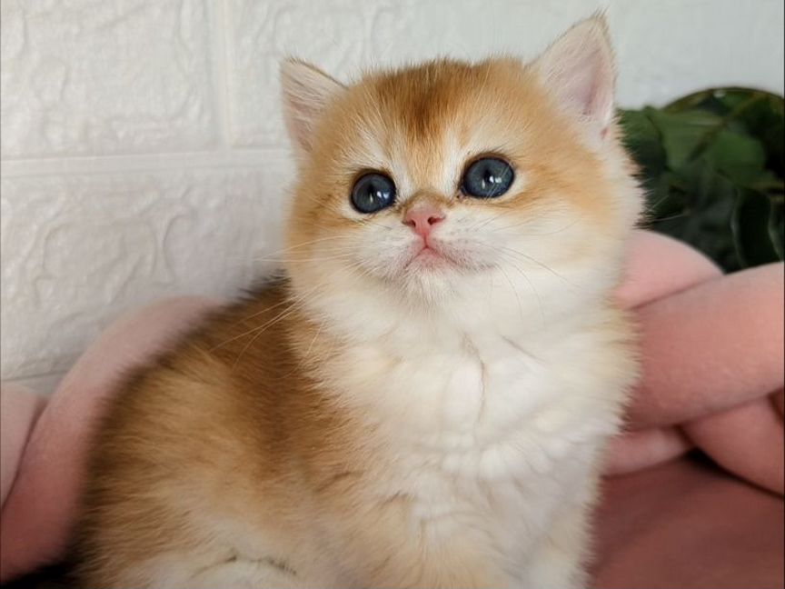 Британские золотые котята