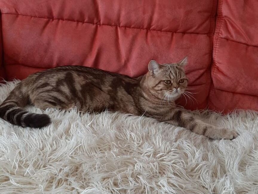 Шотландский кот для вязки