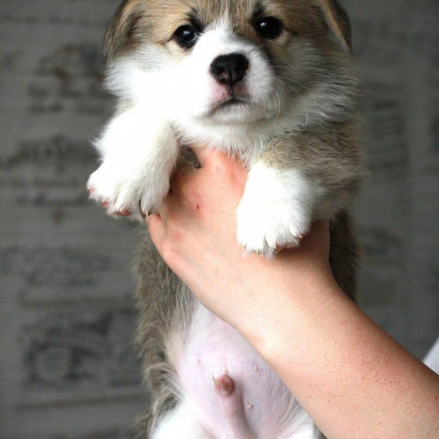 Щенки корги