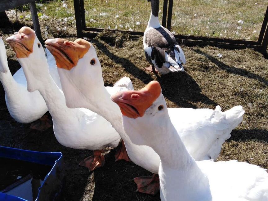 Гуси холмогоры