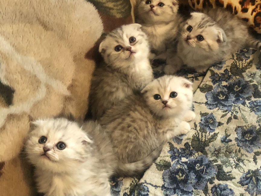 Шотландские вислоухие котята