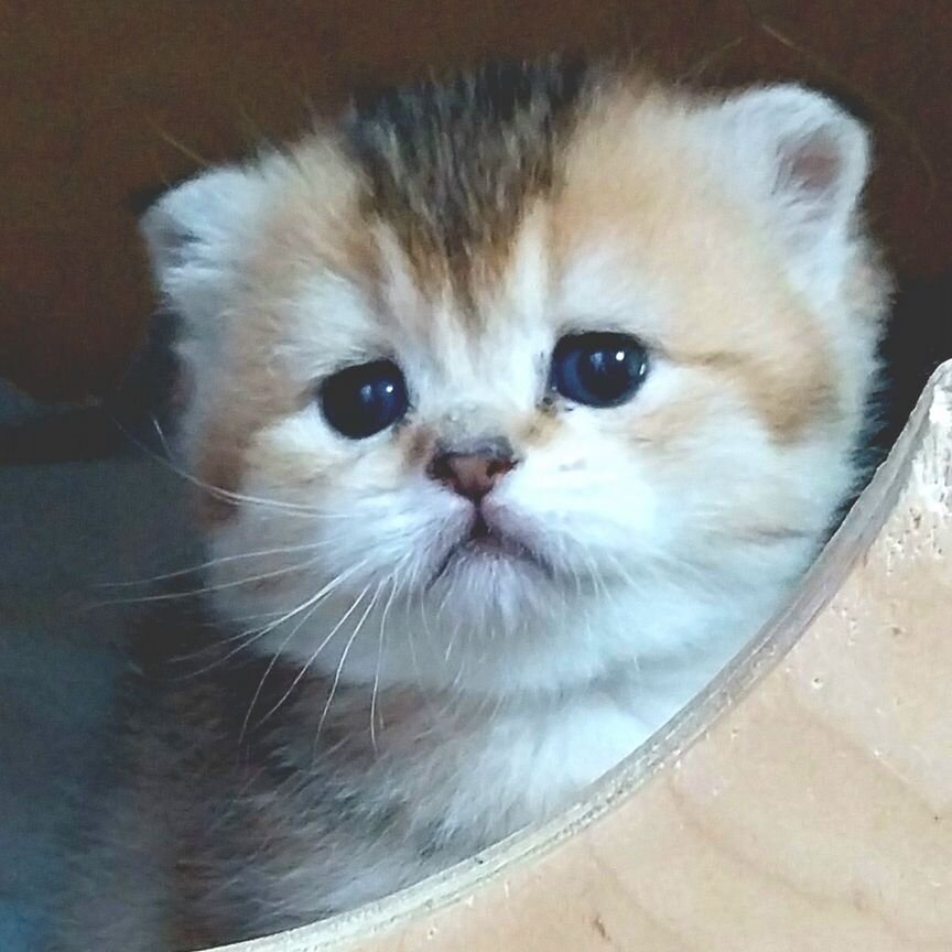 Шотландская золотая девочка