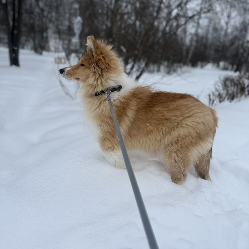 Колли