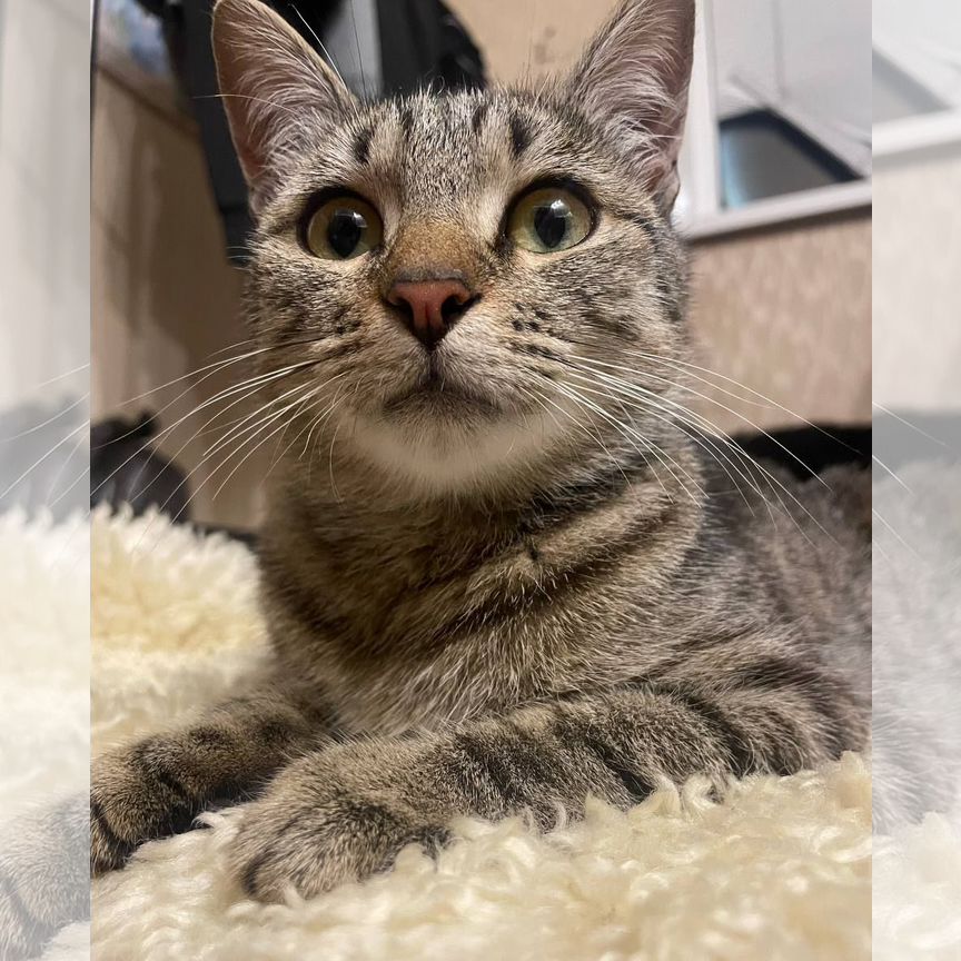 Котята и кошка в добрые руки
