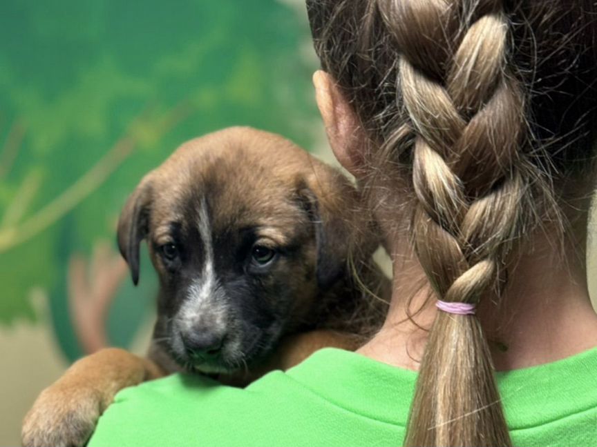 Собака в добрые руки