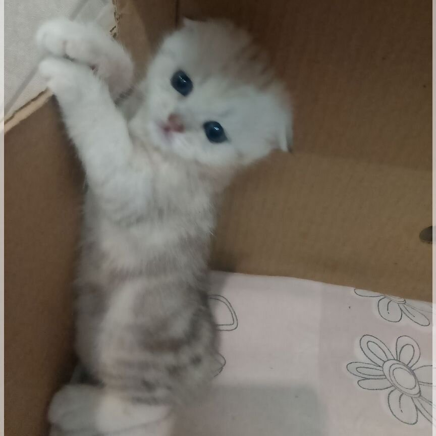 Шотландский вислоухий короткошёрстный котёнок