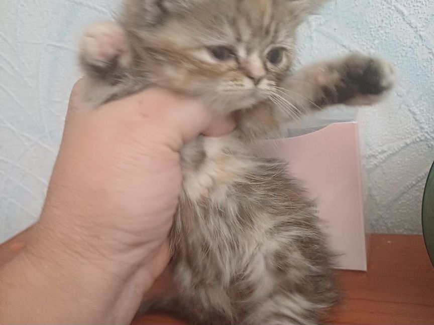 От мамы экзотки Бесподобно прелестный 3хцветный ко