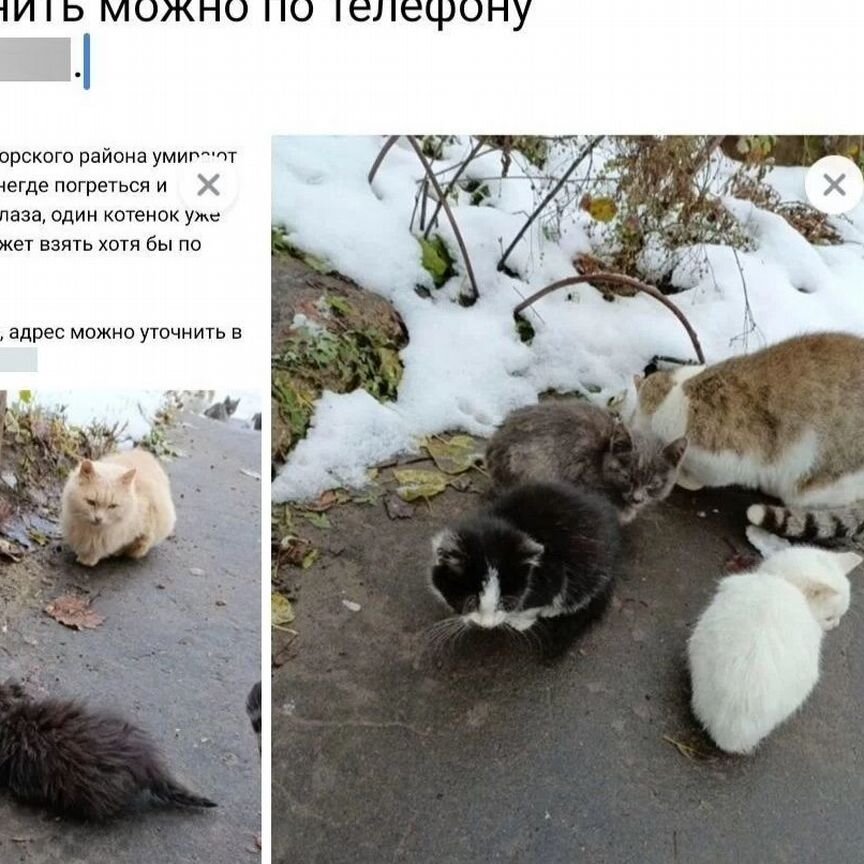 Погибают котята, спасите