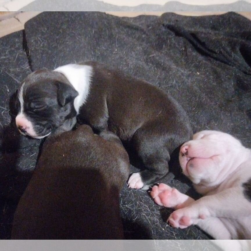 Американский стаффордширский терьер, щенок