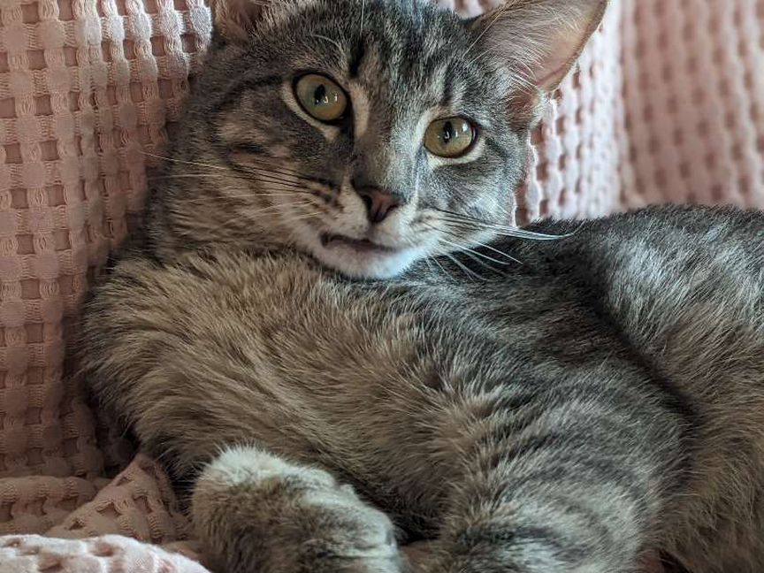 Котенок в добрые руки
