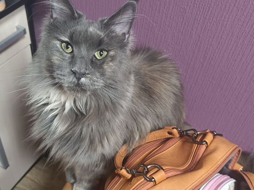 Отдам Мейн-куна девочку 3.5 г