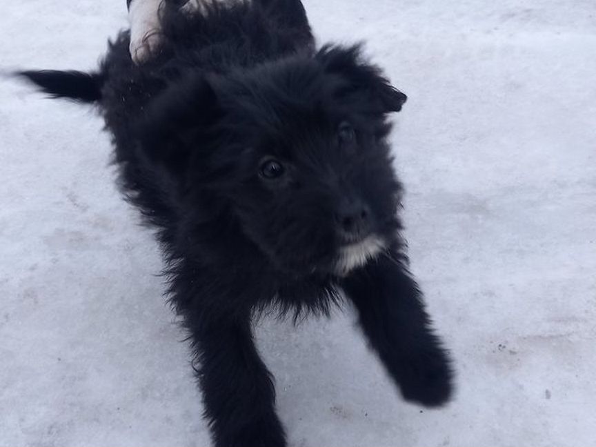 Щенки комнатной породы. Обе девочки