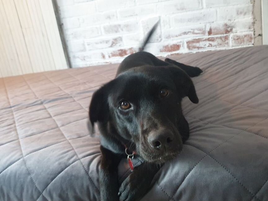 Верная красавица собака в добрые руки