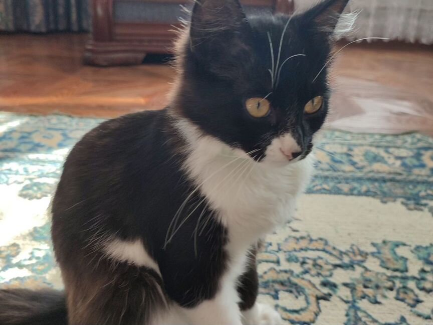 Отдам котика 4 месяца