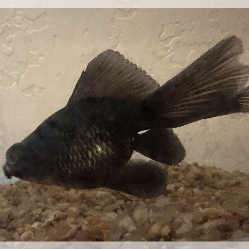 Рыбка золотая телескоп черная