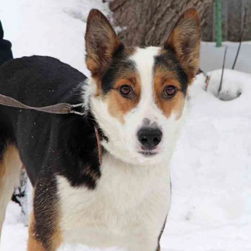 Собака в добрые руки отдам бесплатно