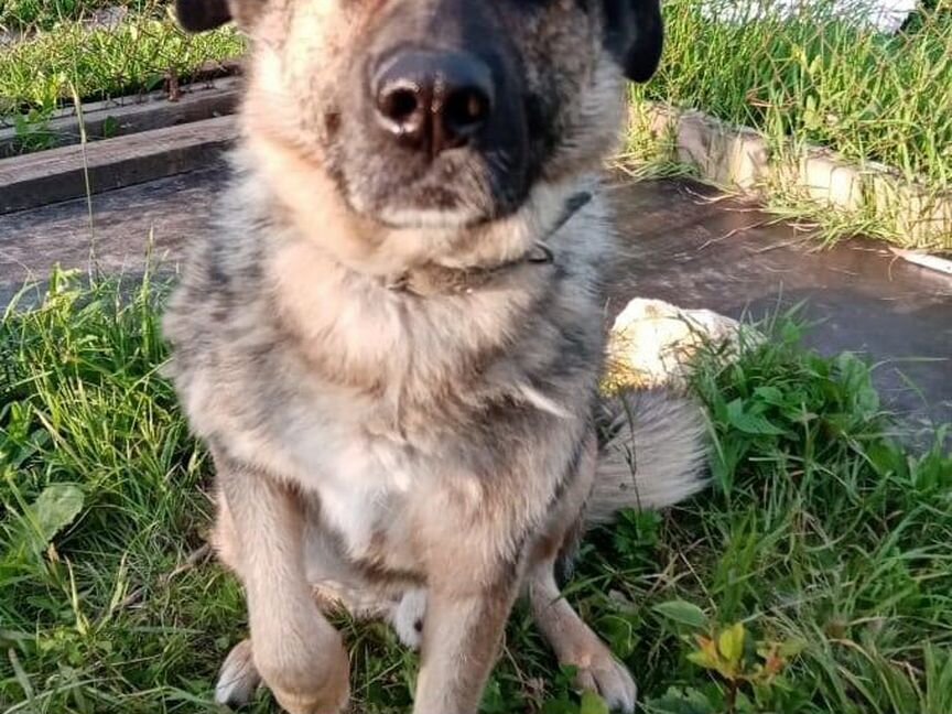 Особенный пес ищет дом