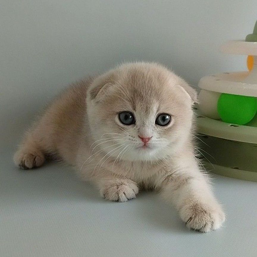 Шотландская девчуля