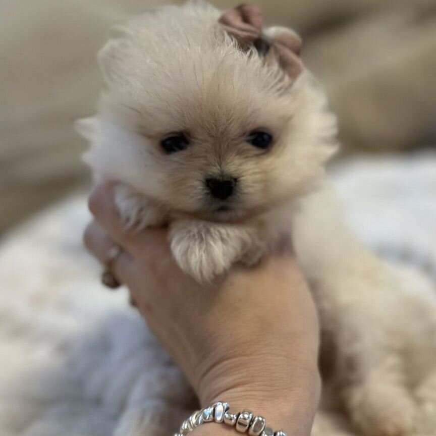 Померанский шпиц, щенок