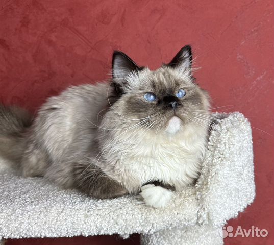 Питомник закрывается мальчик рэгдолл