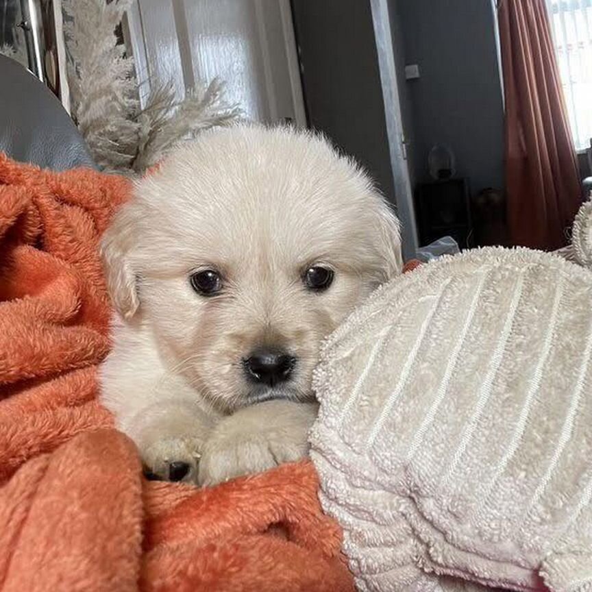 Золотистый ретривер, щенок