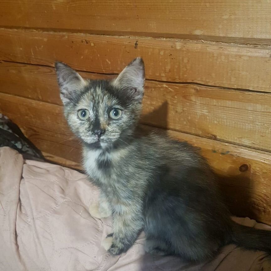 Котенок девочка в добрые руки