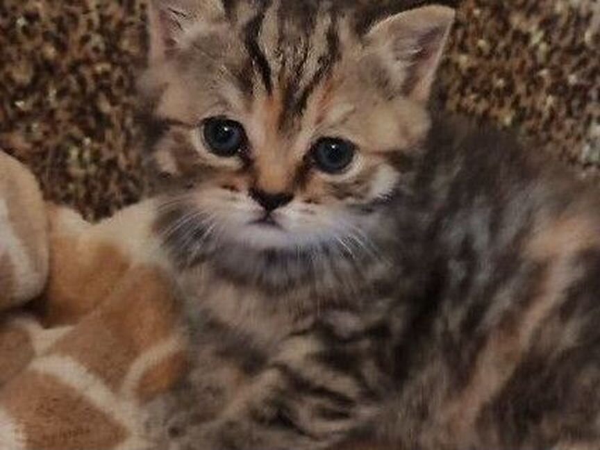 Красивая 3-х цветная кошечка