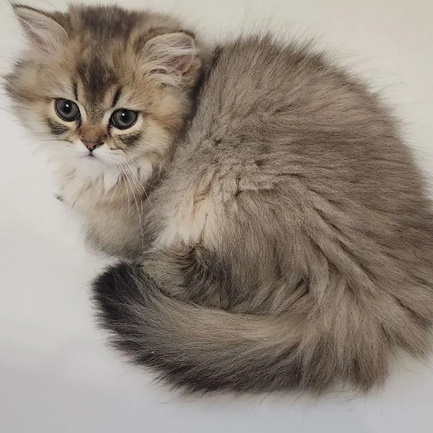 Британсий котик