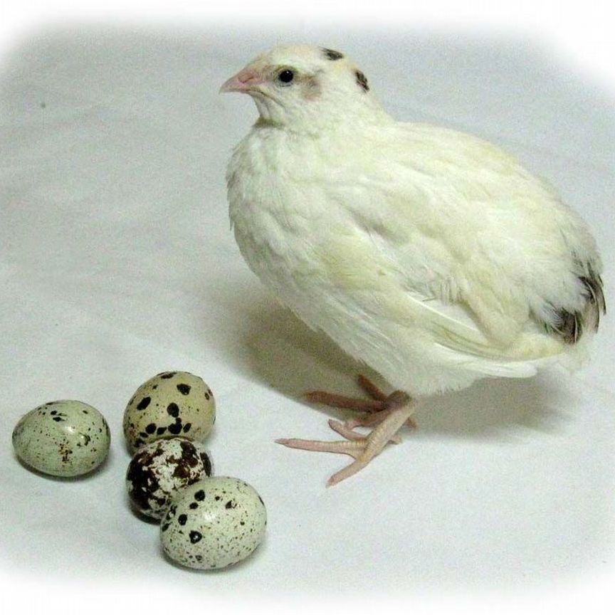 Перепела продажа