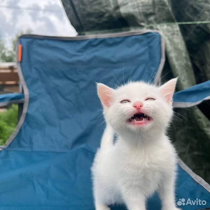 Котята полубританцы