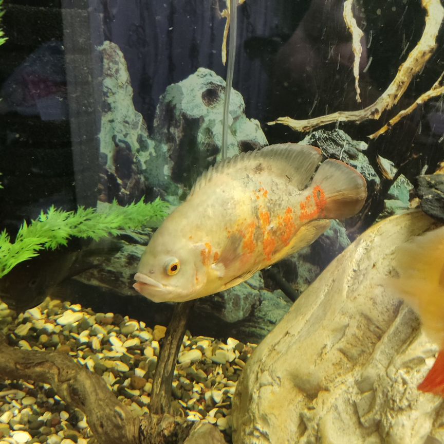 Астронотус