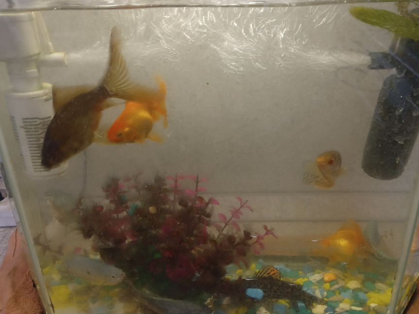 Аквариумные рыбки