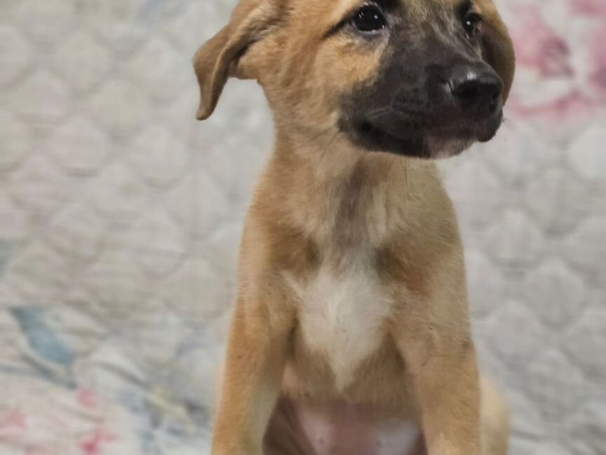 Отдам бесплатно щенки