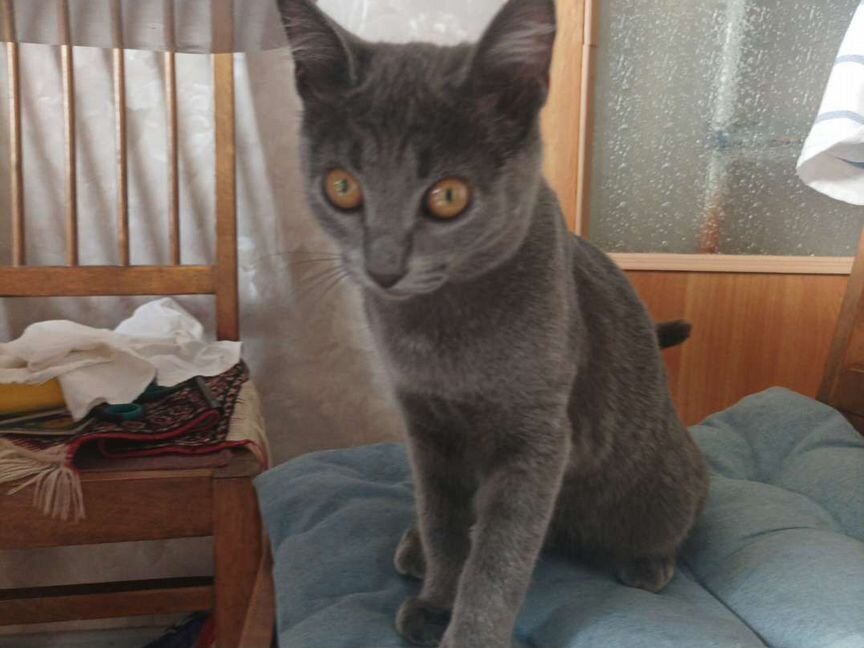 Русская голубая кошка