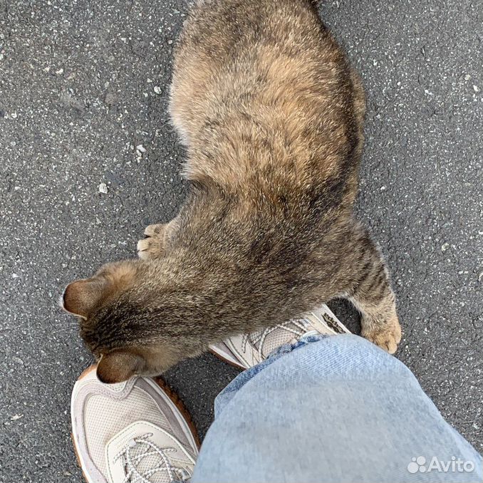 Котенок (предположительно девочка)