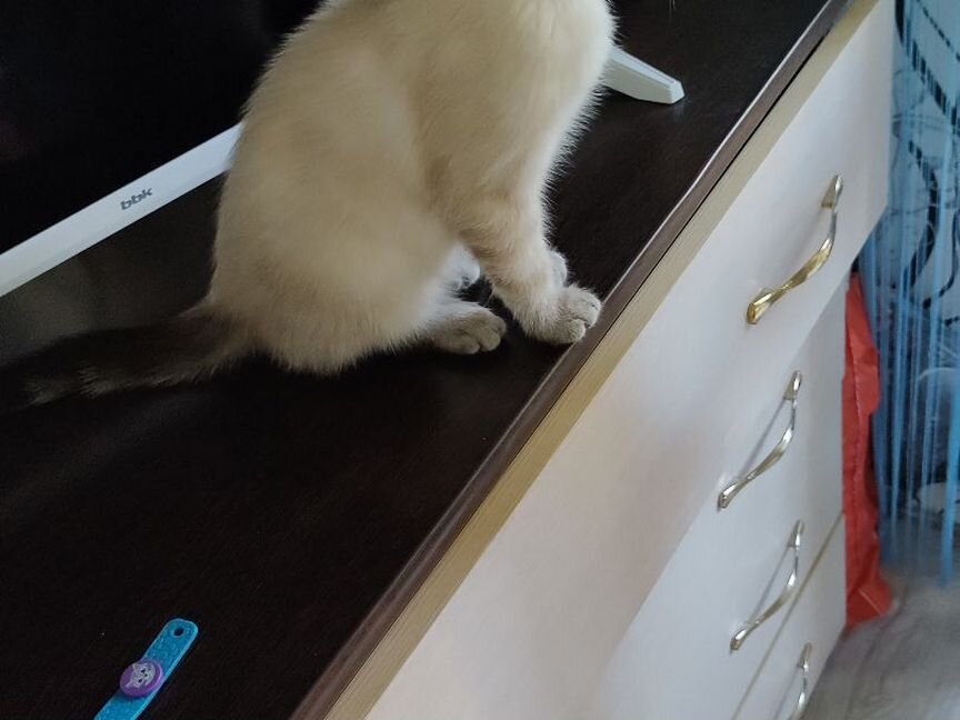 Котёнок
