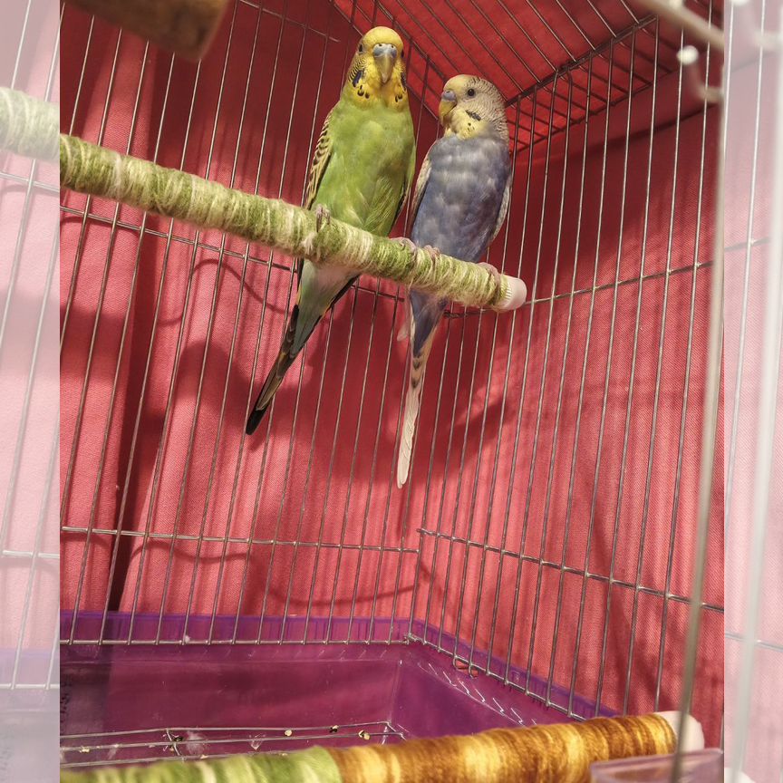 Волнистый попугай самец