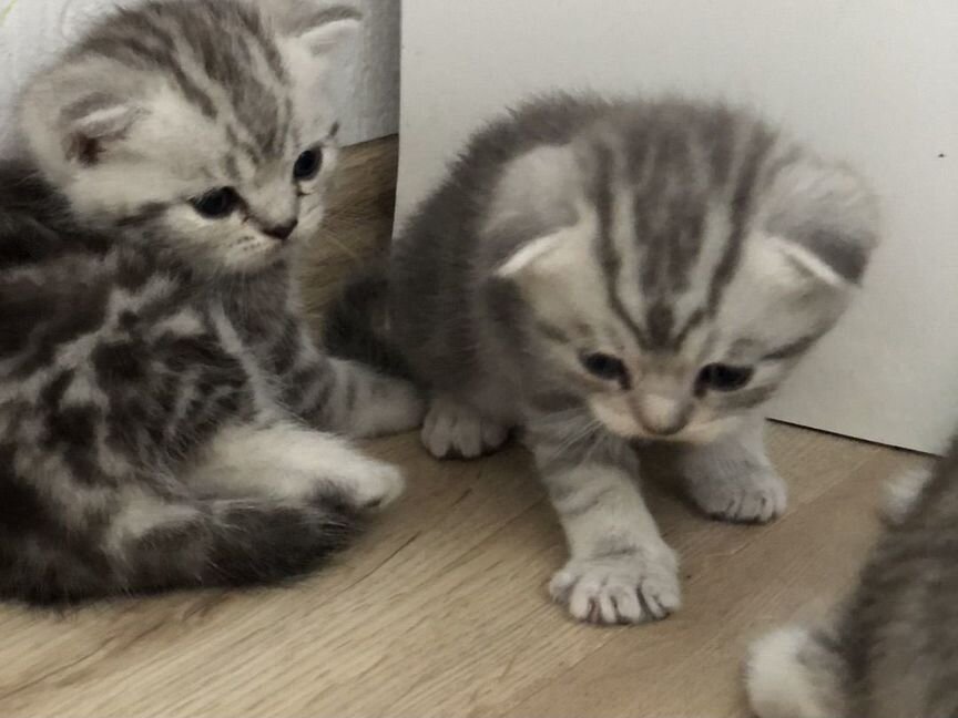 Шотландские котята