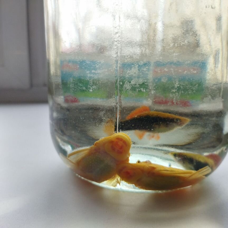 Аквариумные рыбки бесплатно