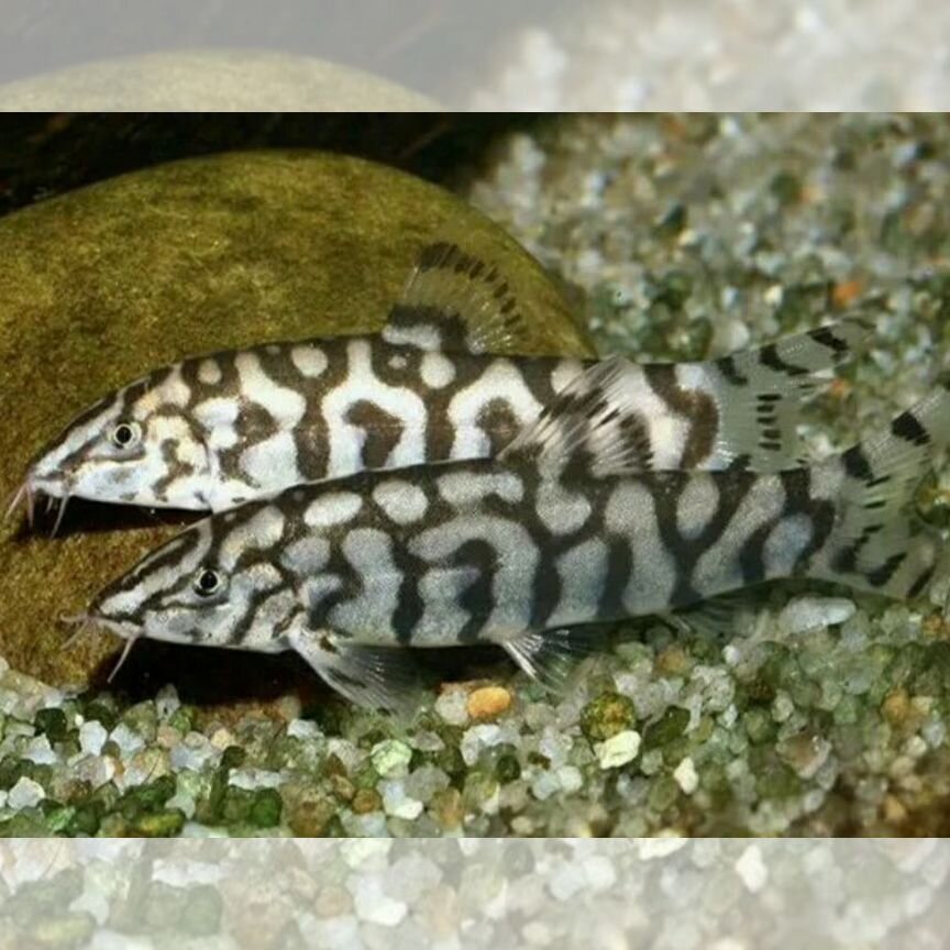 Боция мраморная